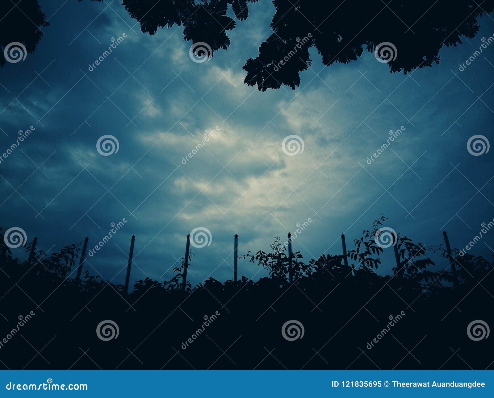 Shadow of the Tree in the Evening Stock Image - Image of nature ...