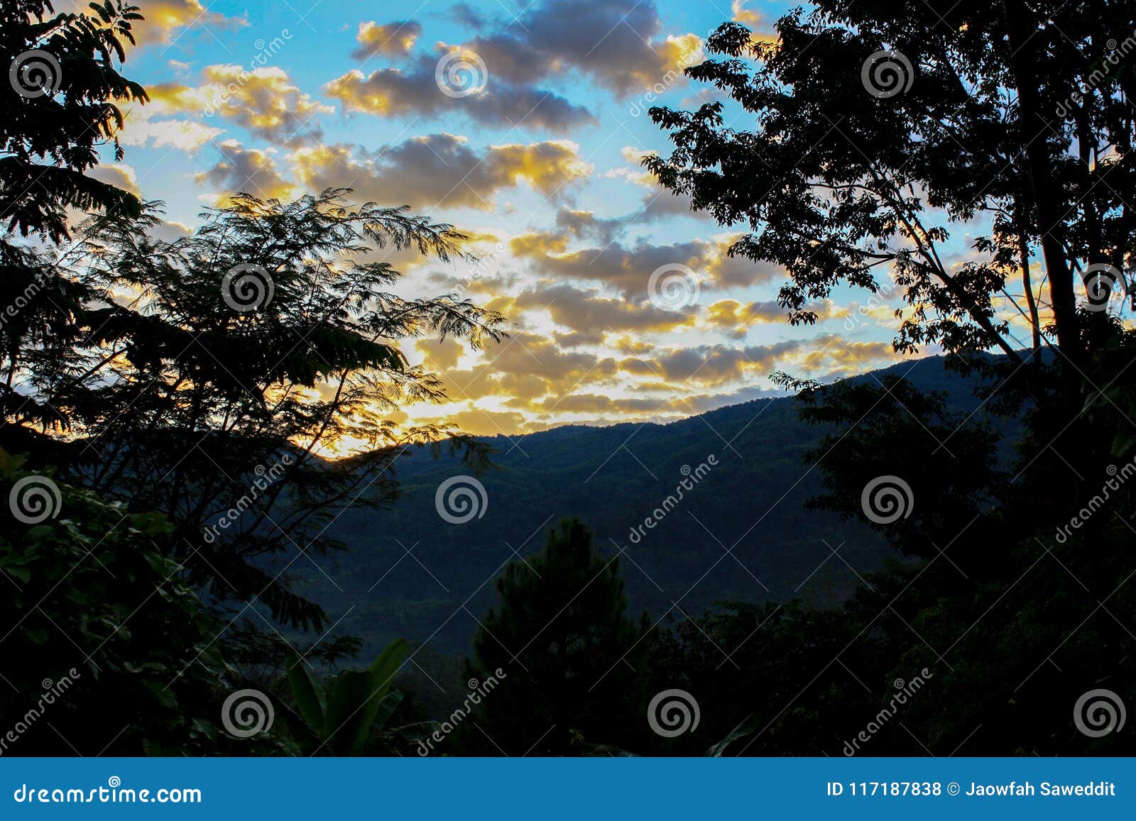 Shadow tree evening sky stock photo. Image of beauty - 117187838