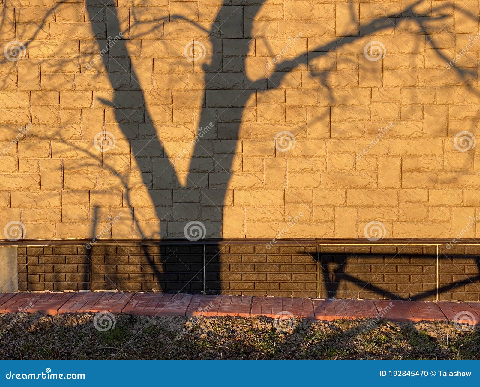 Shadow from a Tree on the Facade of the House Stock Photo - Image of ...