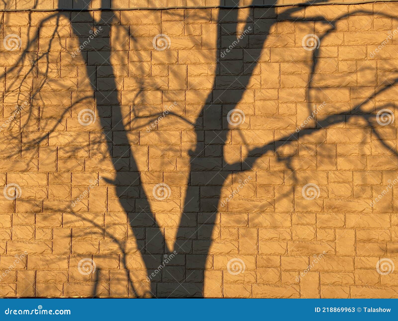 Shadow from a Tree on the Facade of the House Stock Image - Image of ...