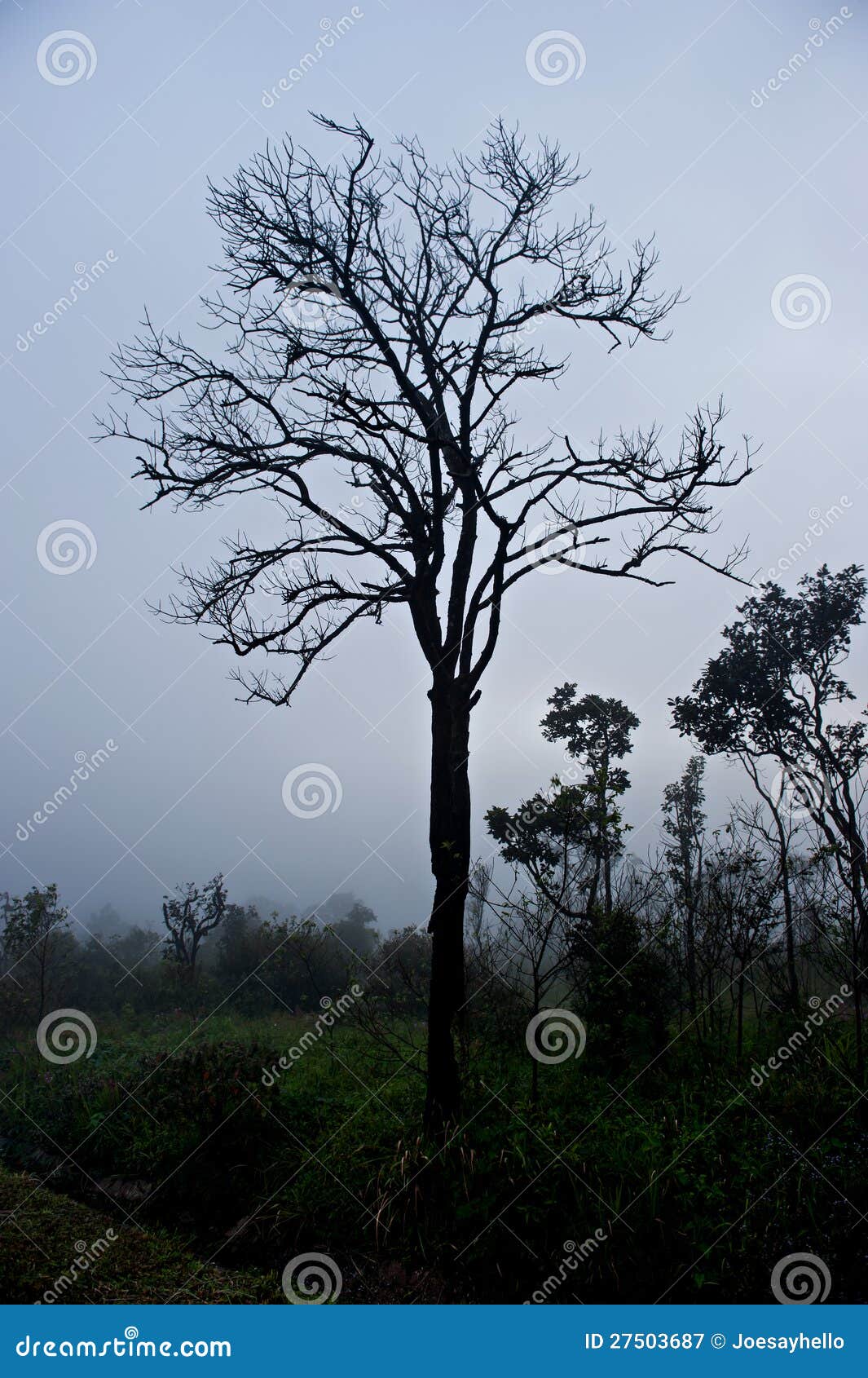 A Shadow of Tree in the Forest with Fog Stock Image - Image of green ...