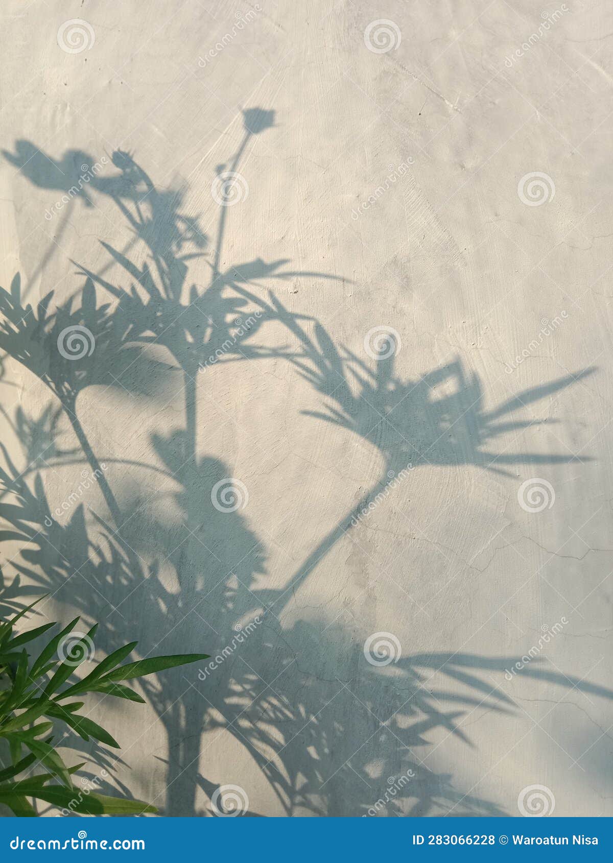 The Shadow of a Tree Forming on a Wall Stock Photo - Image of ...
