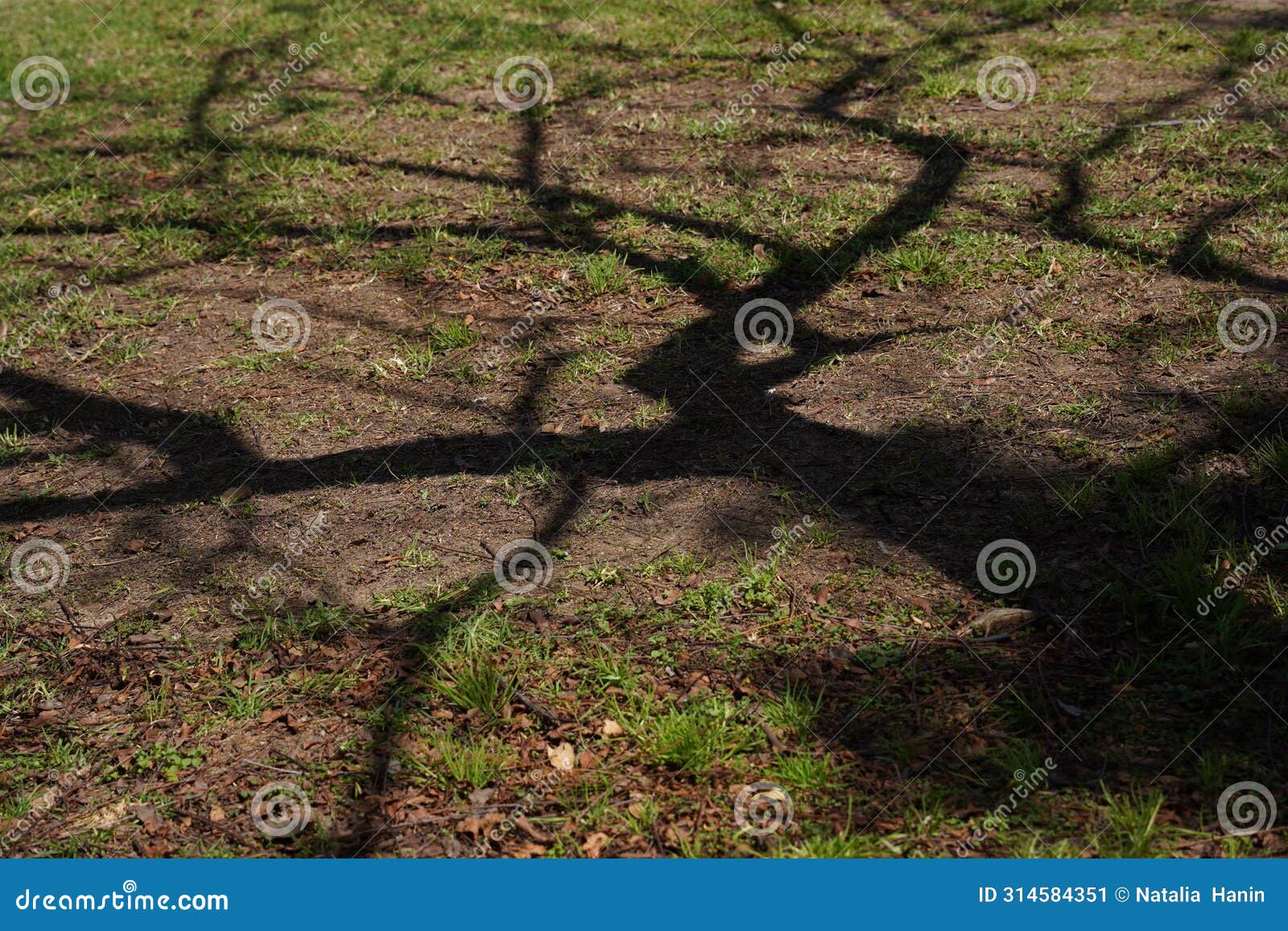 Shadow of a Tree on the Grass for Background Stock Image - Image of ...