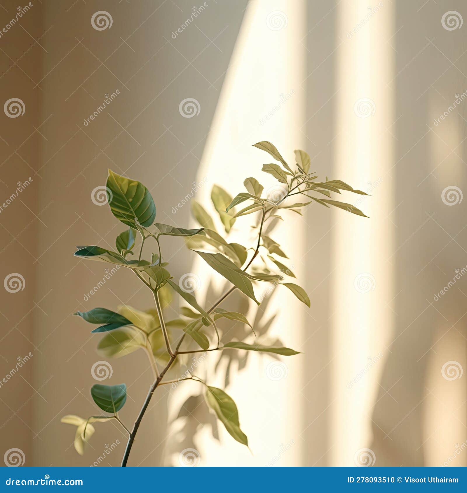 Shadow of Tree and Green Tree Branches with Sun Light and Trendy Shadow ...