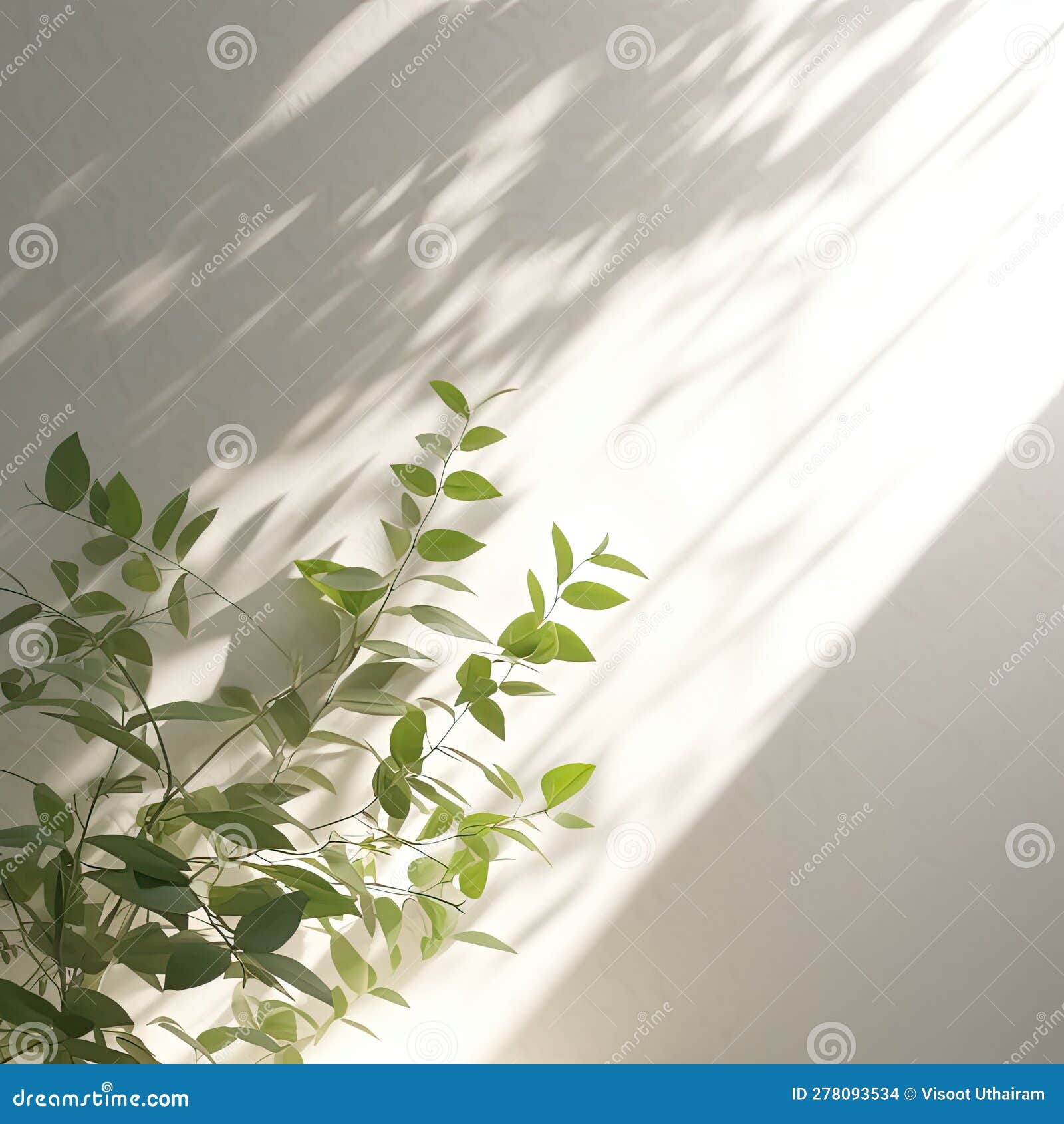 Shadow of Tree and Green Tree Branches with Sun Light and Trendy Shadow ...