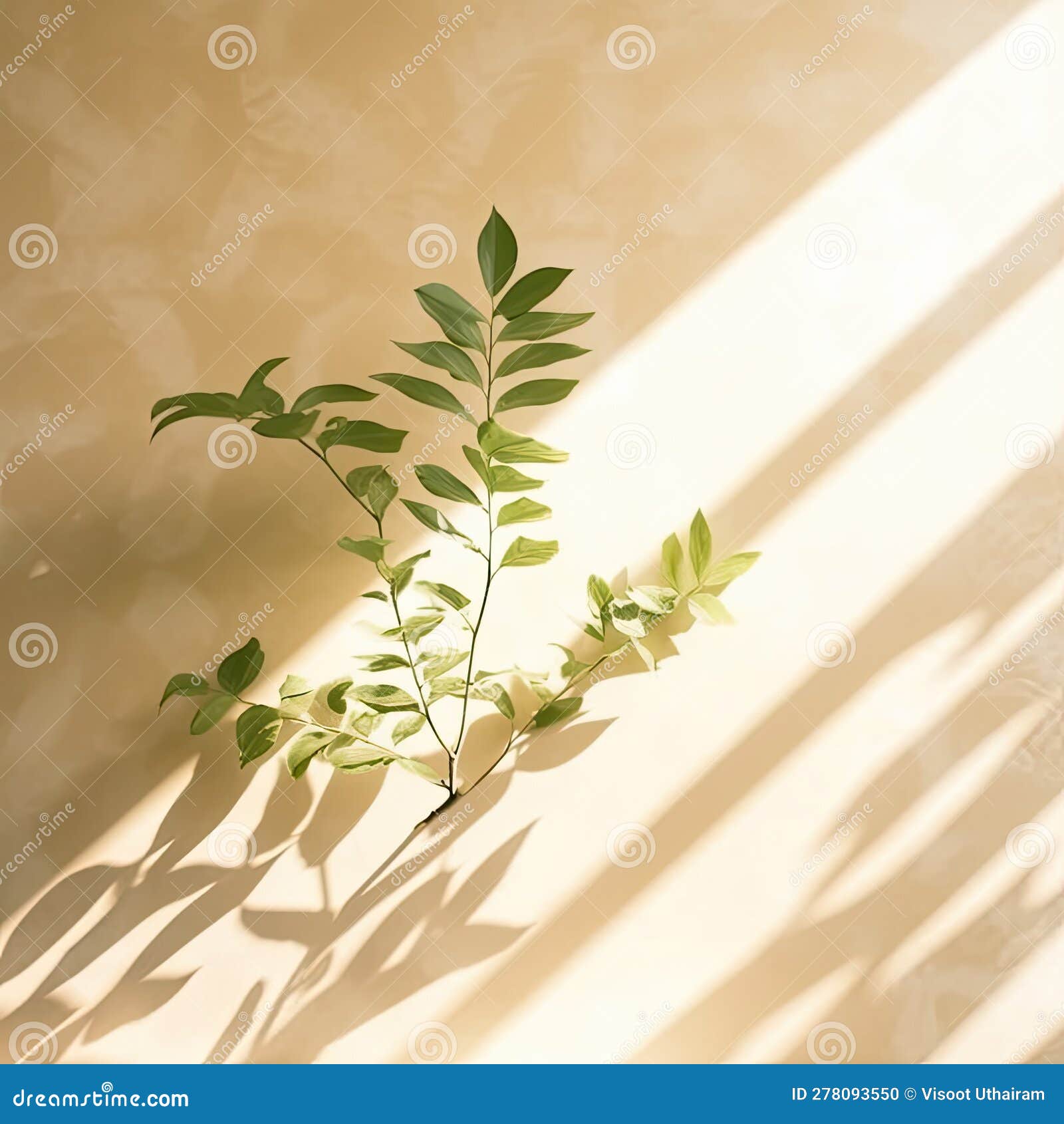 Shadow of Tree and Green Tree Branches with Sun Light and Trendy Shadow ...