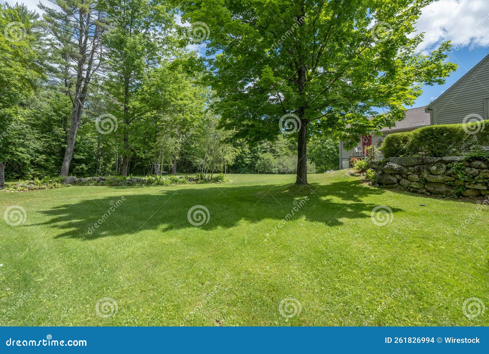 Shadow of a Tree in a Green Garden in the Daylight Stock Photo - Image ...