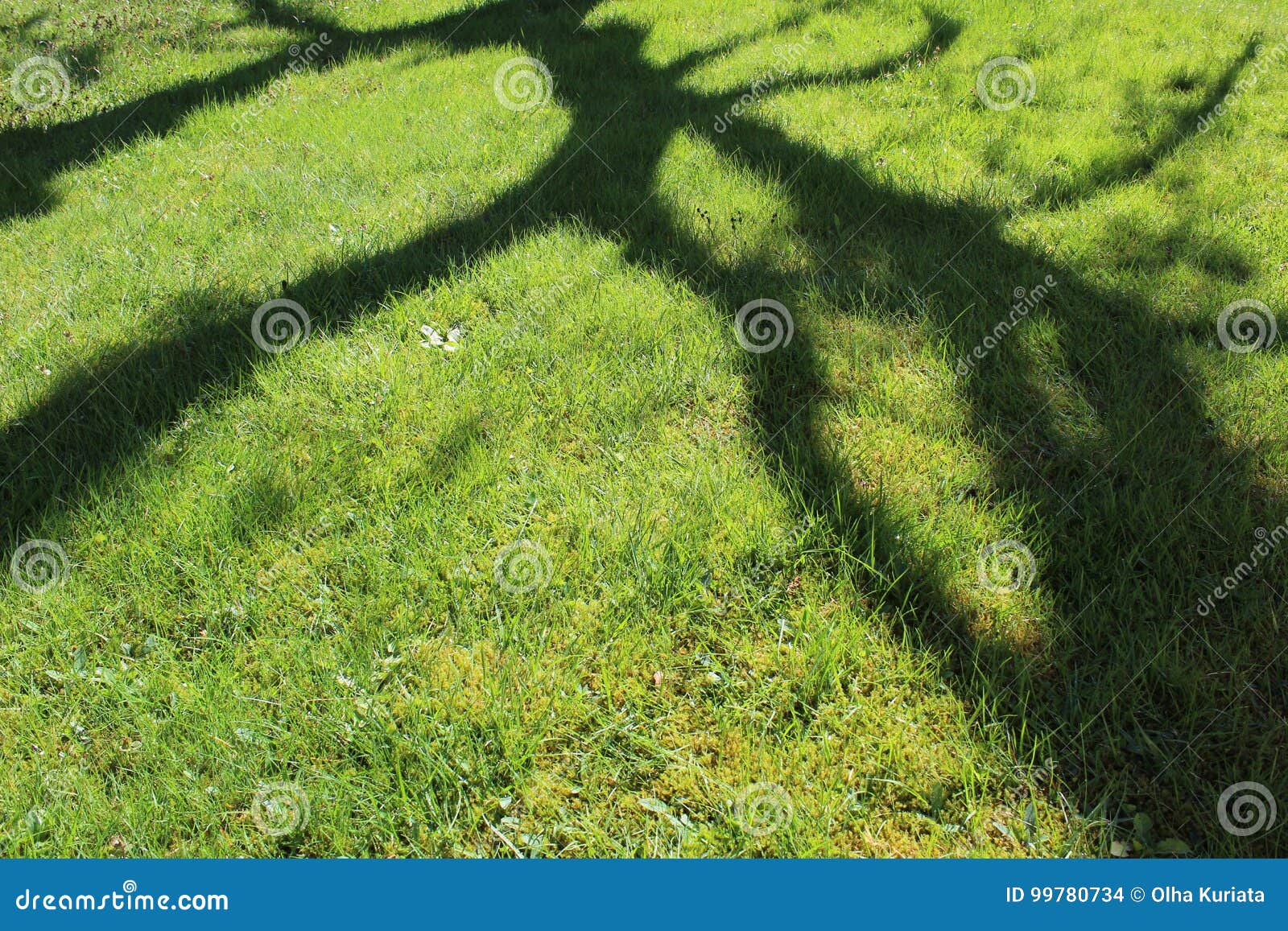 Shadow of a Tree on a Green Grass Stock Photo - Image of flora, natural ...