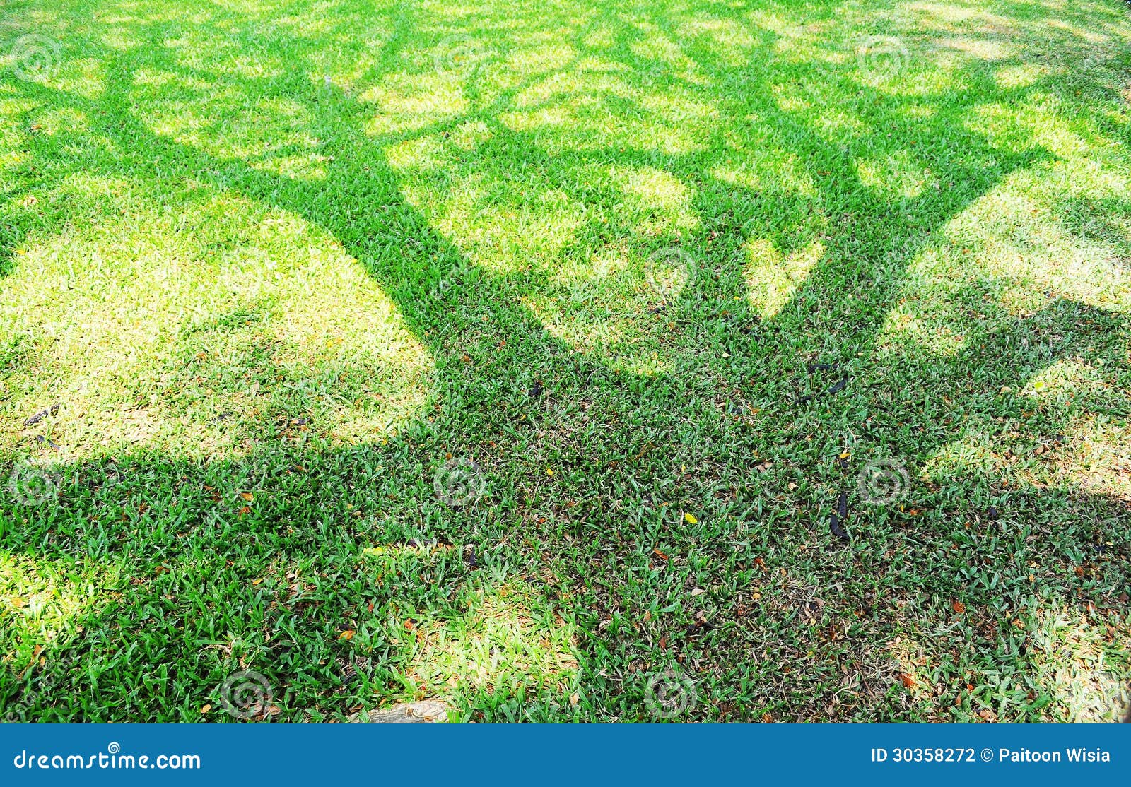 The Shadow of Tree on a Green Lawn. Stock Photo - Image of happy ...