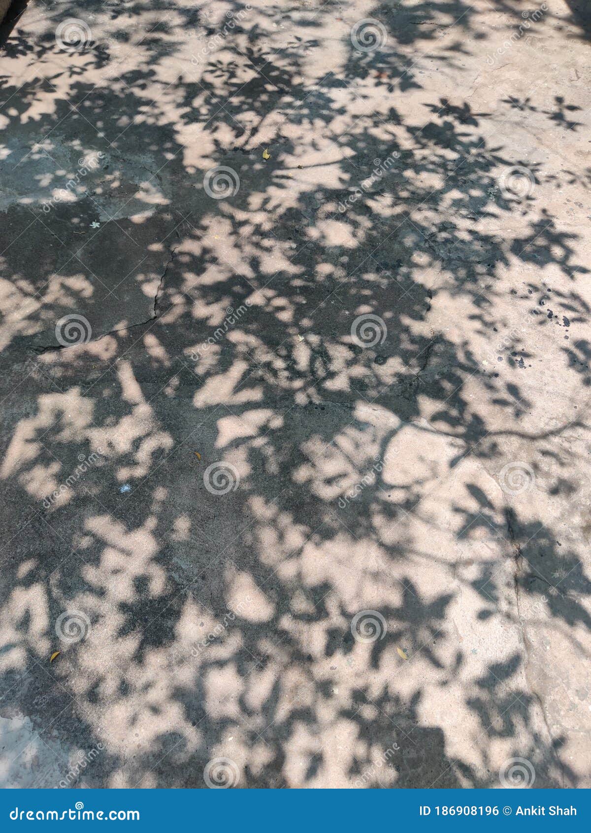 Shadow of Tree on the Ground Stock Photo - Image of rock, shadow: 186908196