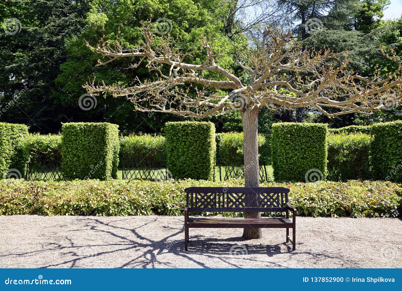 Spider Tree Royalty-Free Stock Image | CartoonDealer.com #261078064