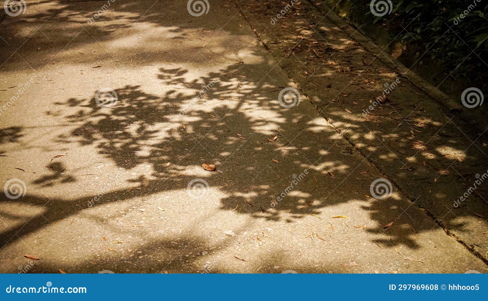 The Shadow of the Tree on the Ground. Stock Photo - Image of concrete ...
