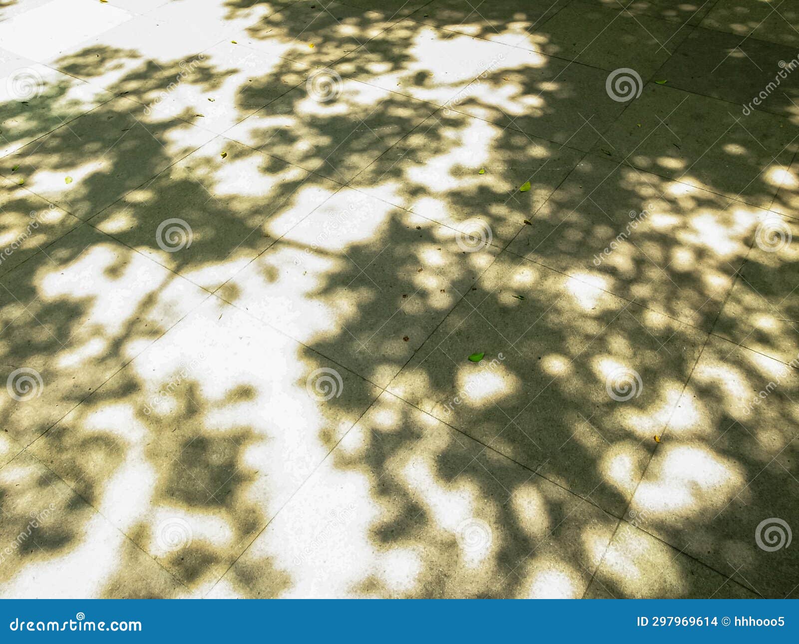 The Shadow of the Tree on the Ground. Stock Photo - Image of ...