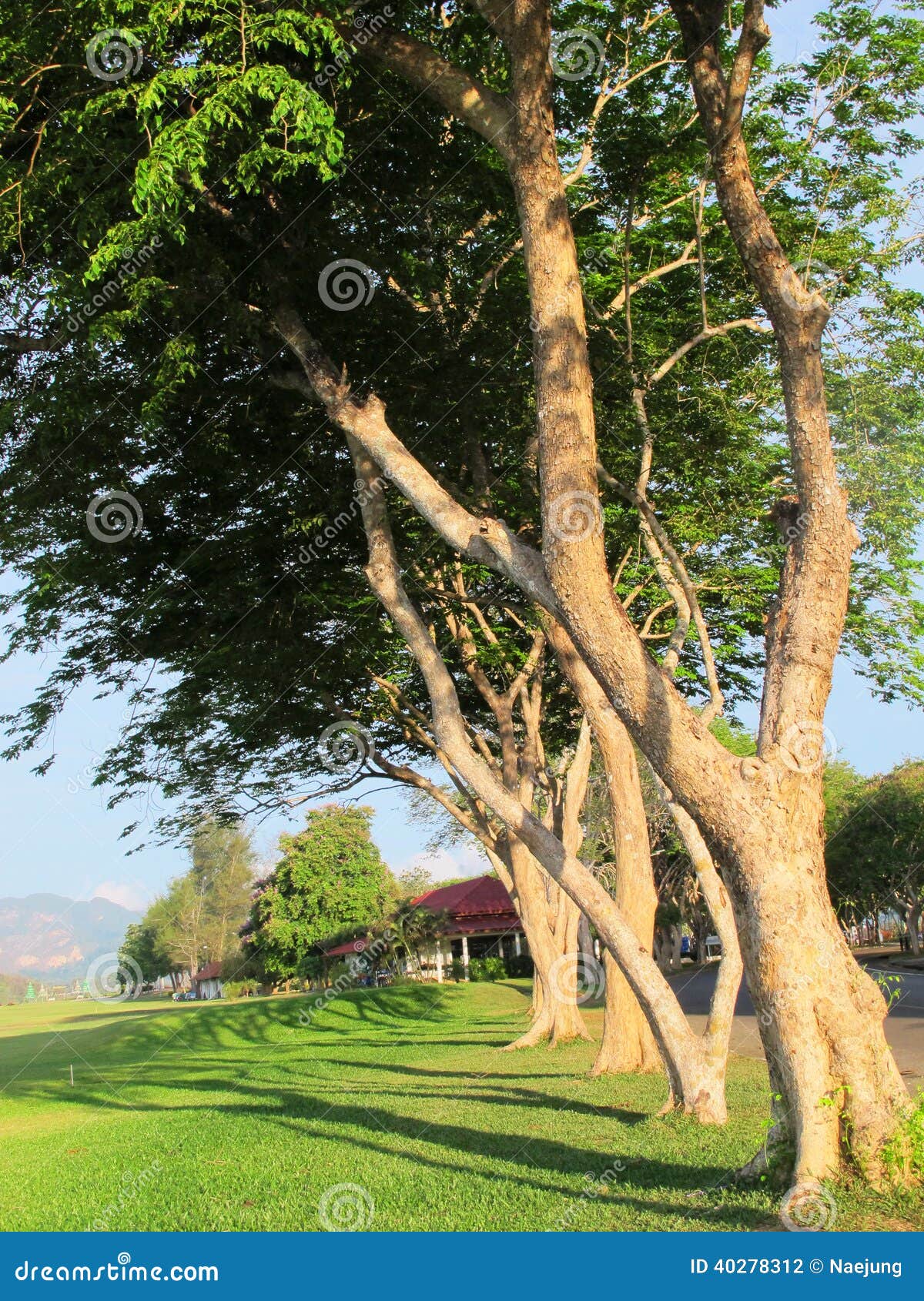 Shadow tree stock photo. Image of landscape, ground, exterior - 40278312