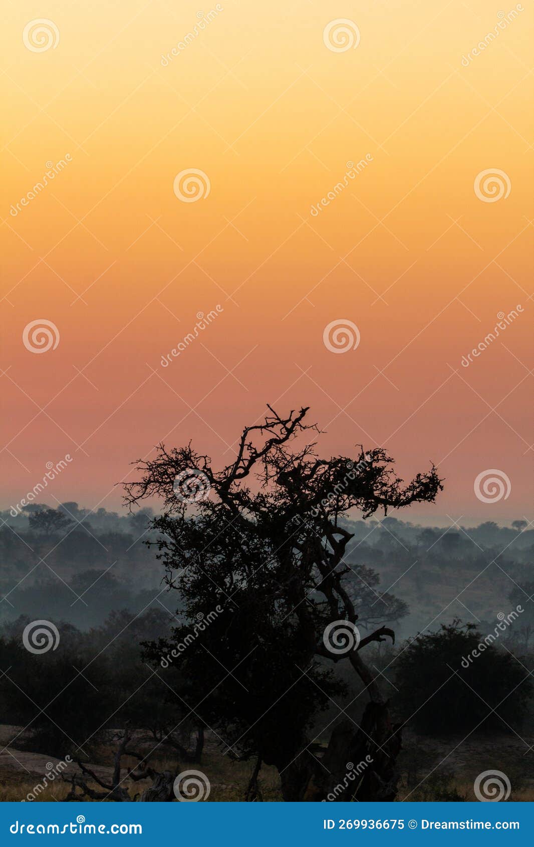 Shadow tree in sunrise stock image. Image of horizon - 269936675