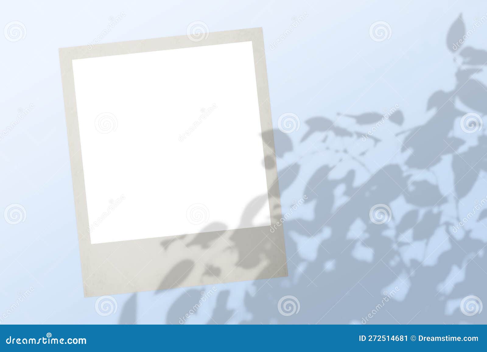 Shadow Of Tree On White Wall And Cactus In Plant Pot On Wooden Garden ...