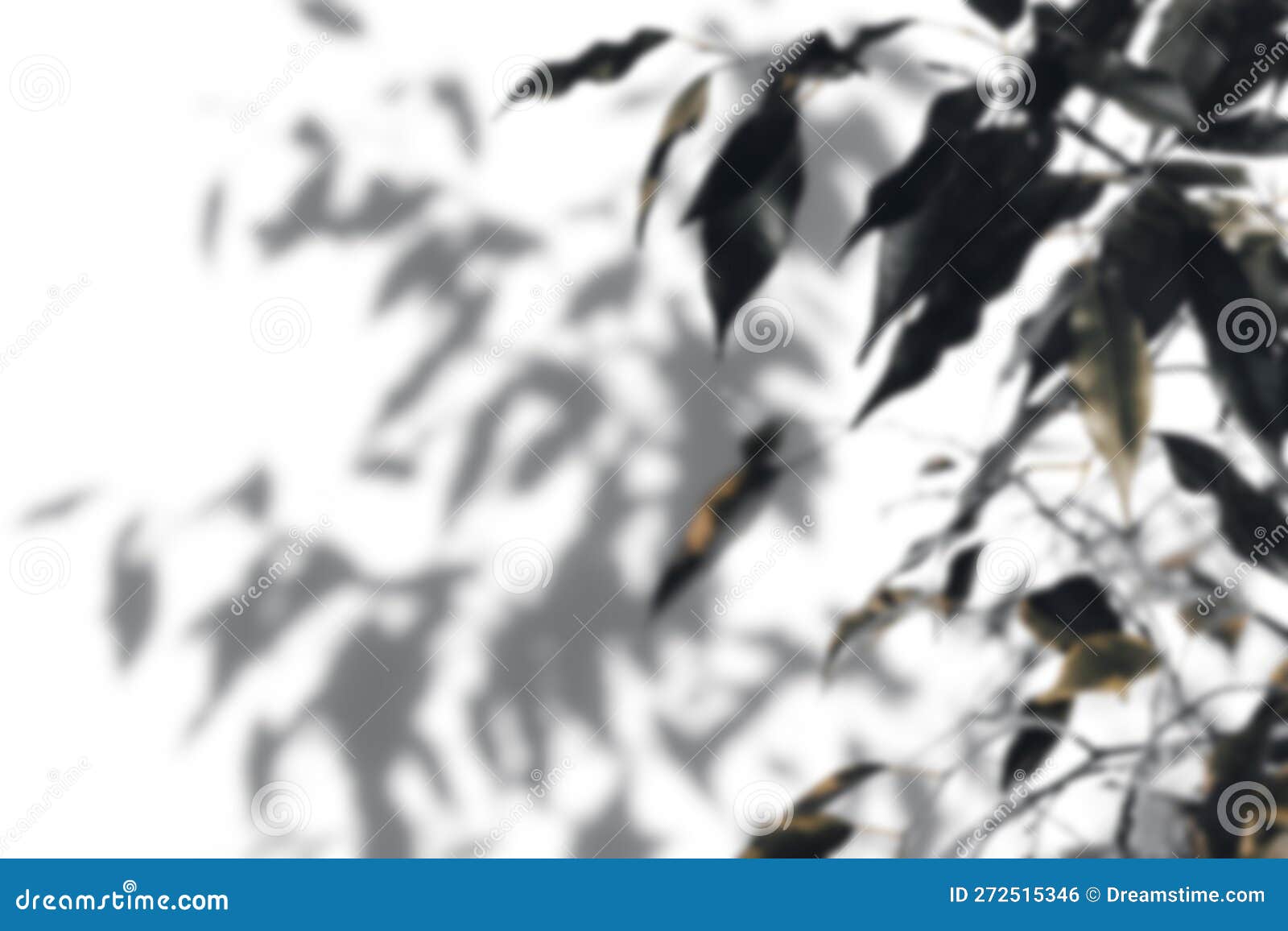 Shadow Tree with Leaves on a White Background. Stock Photo - Image of ...