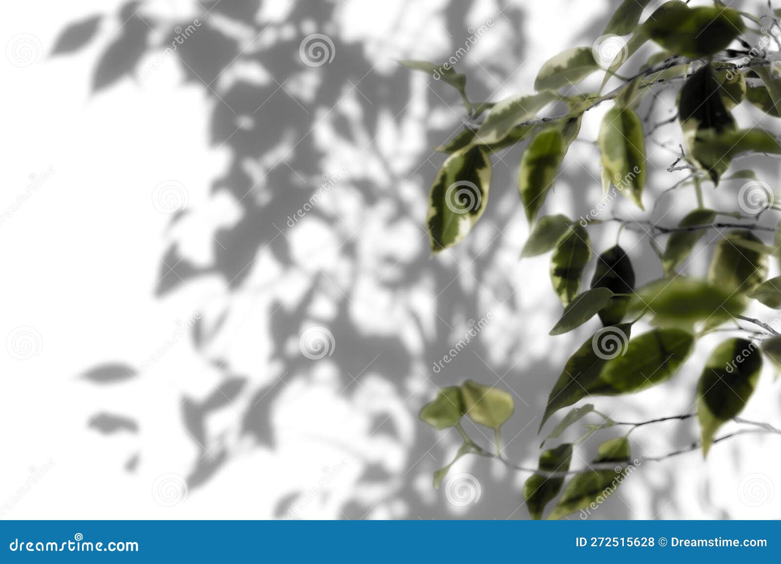 Shadow Tree with Leaves on a White Background. Stock Photo - Image of ...