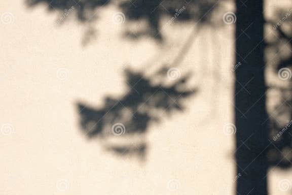 Shadow of a Tree on a Light Wall. Stock Image - Image of projection ...