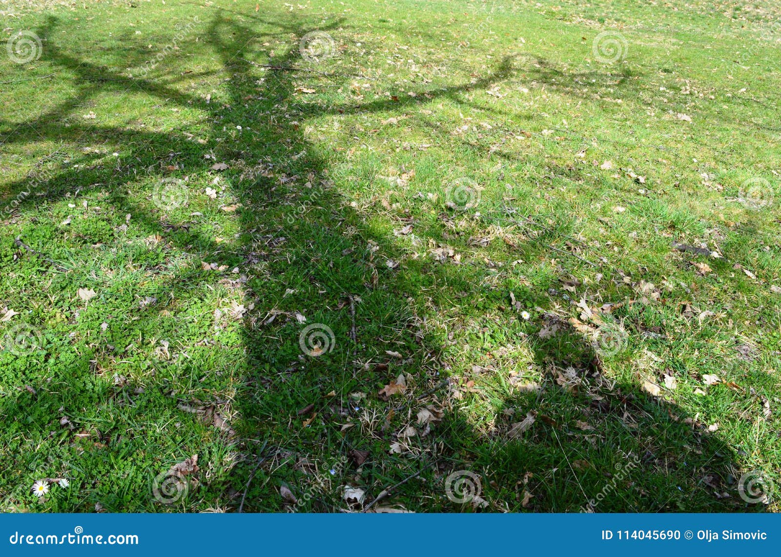Shadow of a tree and a man stock photo. Image of nature - 114045690