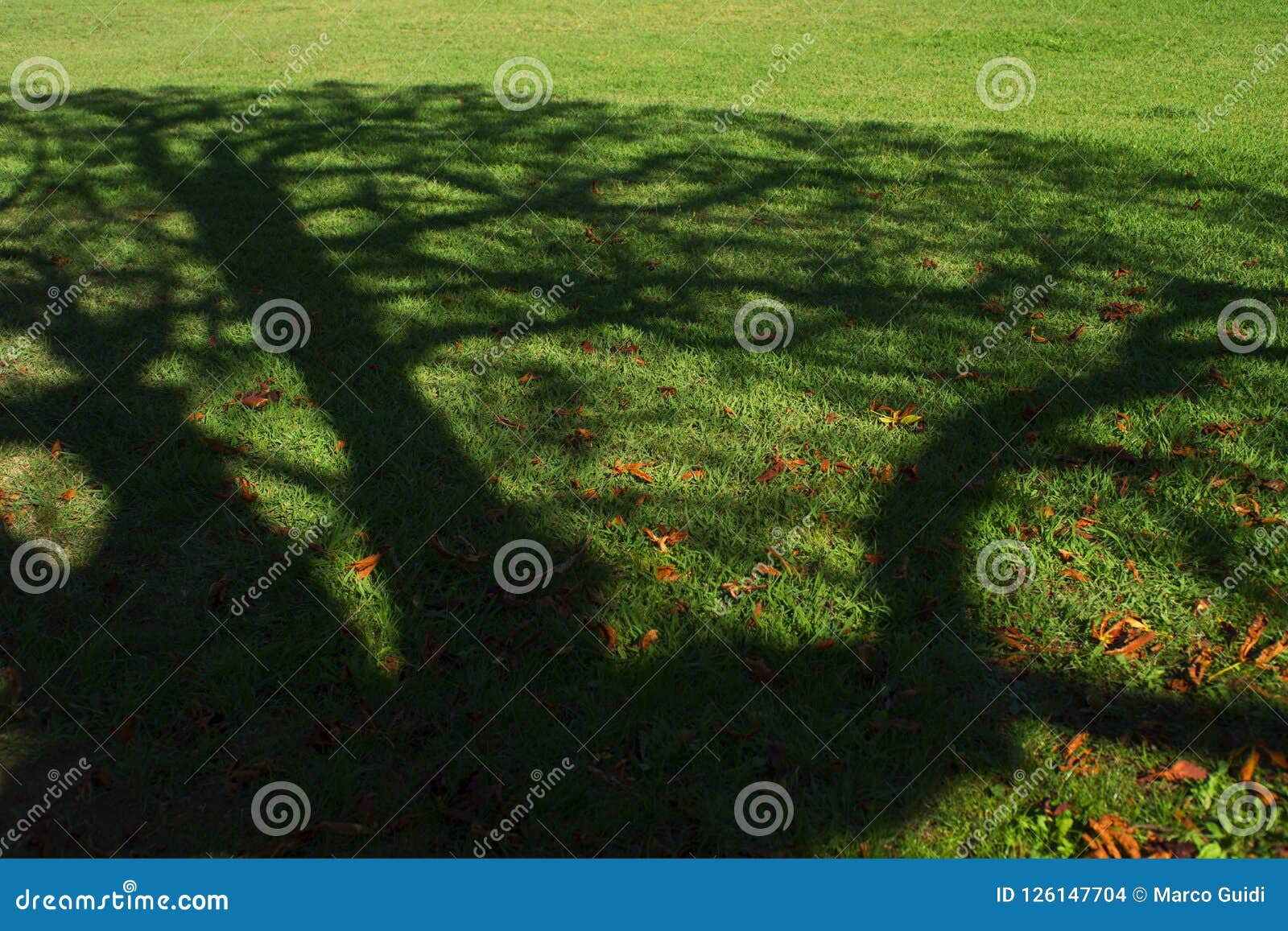 Tree shadow on a meadow stock photo. Image of abstract - 126147704