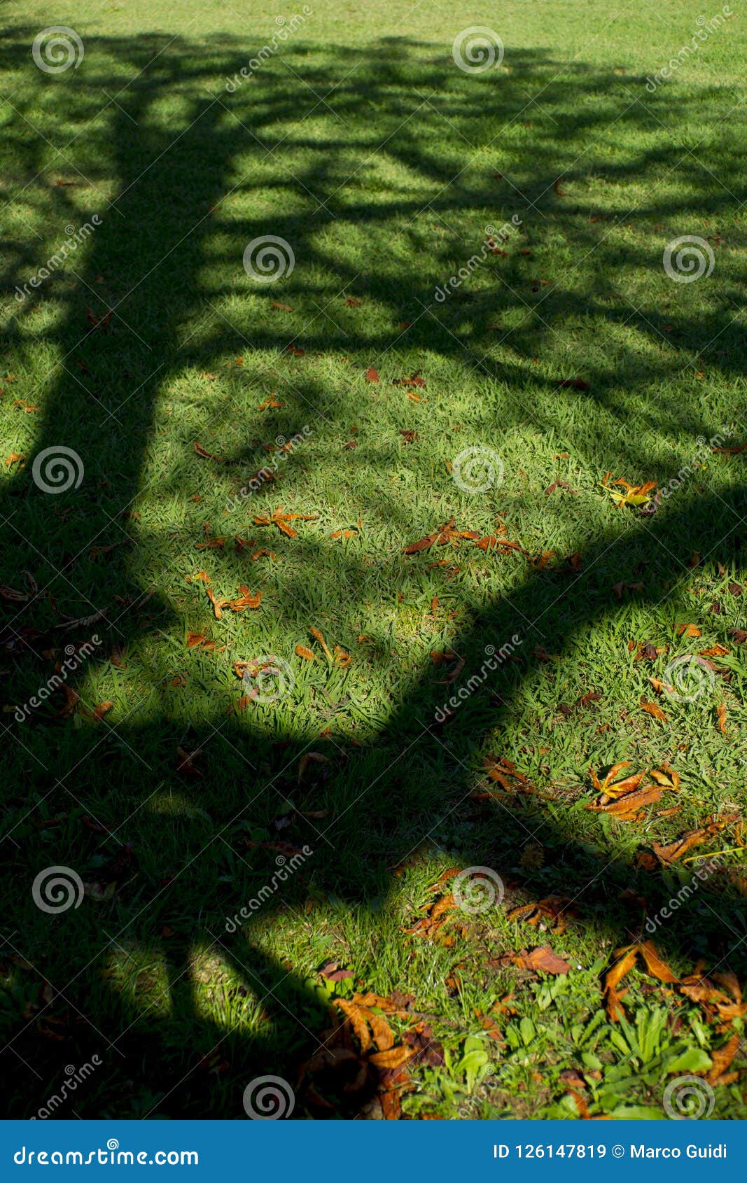 Tree shadow on a meadow stock image. Image of relaxation - 126147819