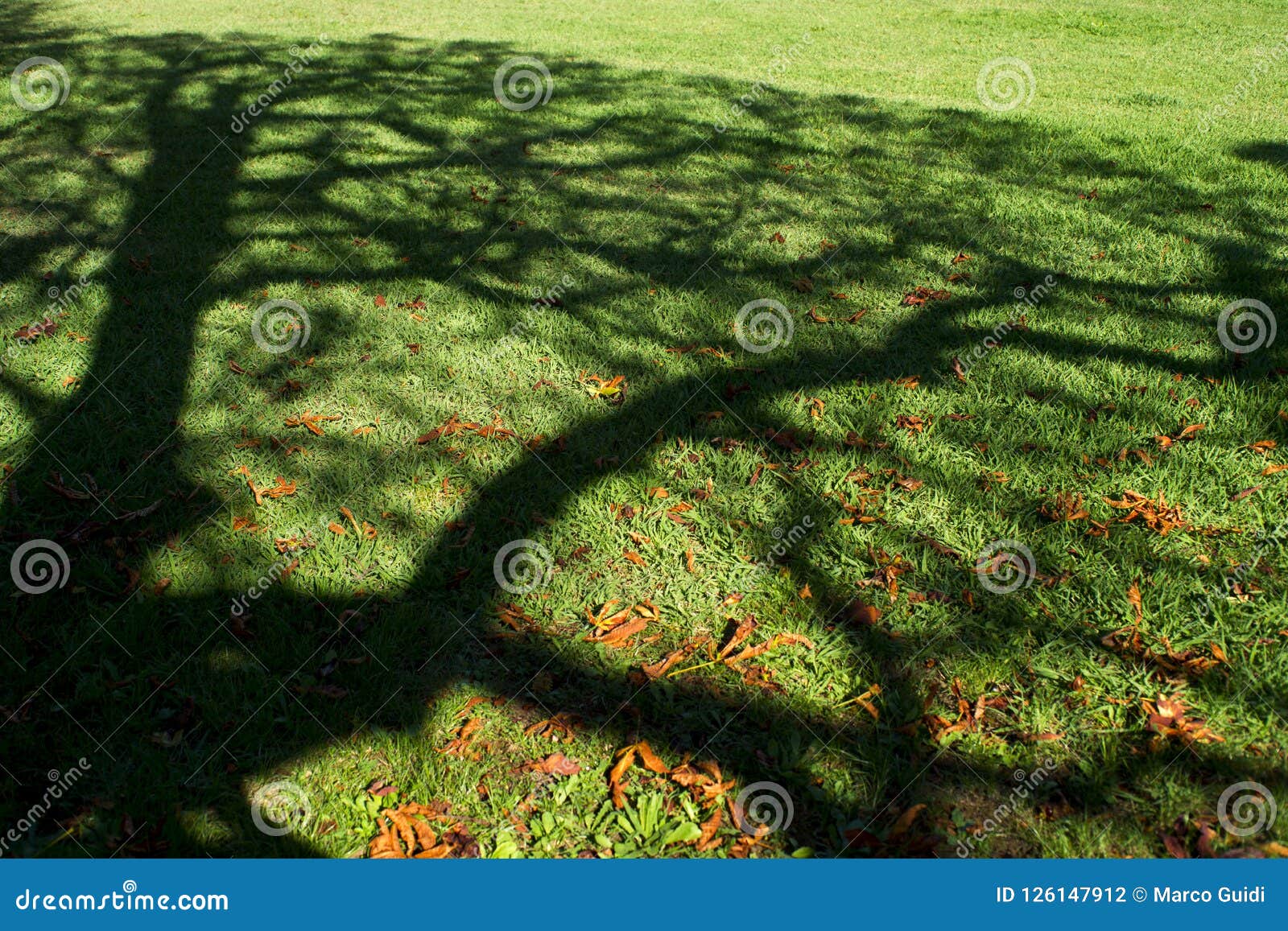 Tree shadow on a meadow stock photo. Image of texture - 126147912