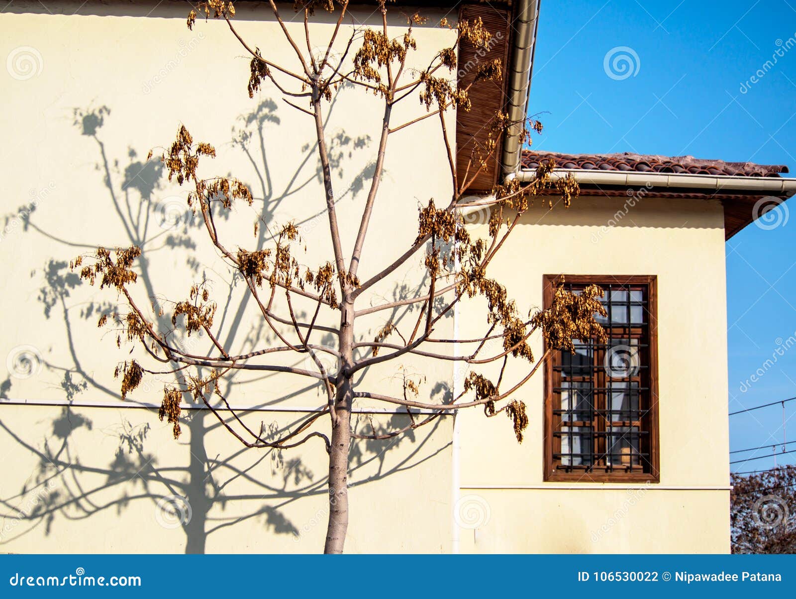 The Shadow of Tree Over the Wall of the House. Stock Photo - Image of ...