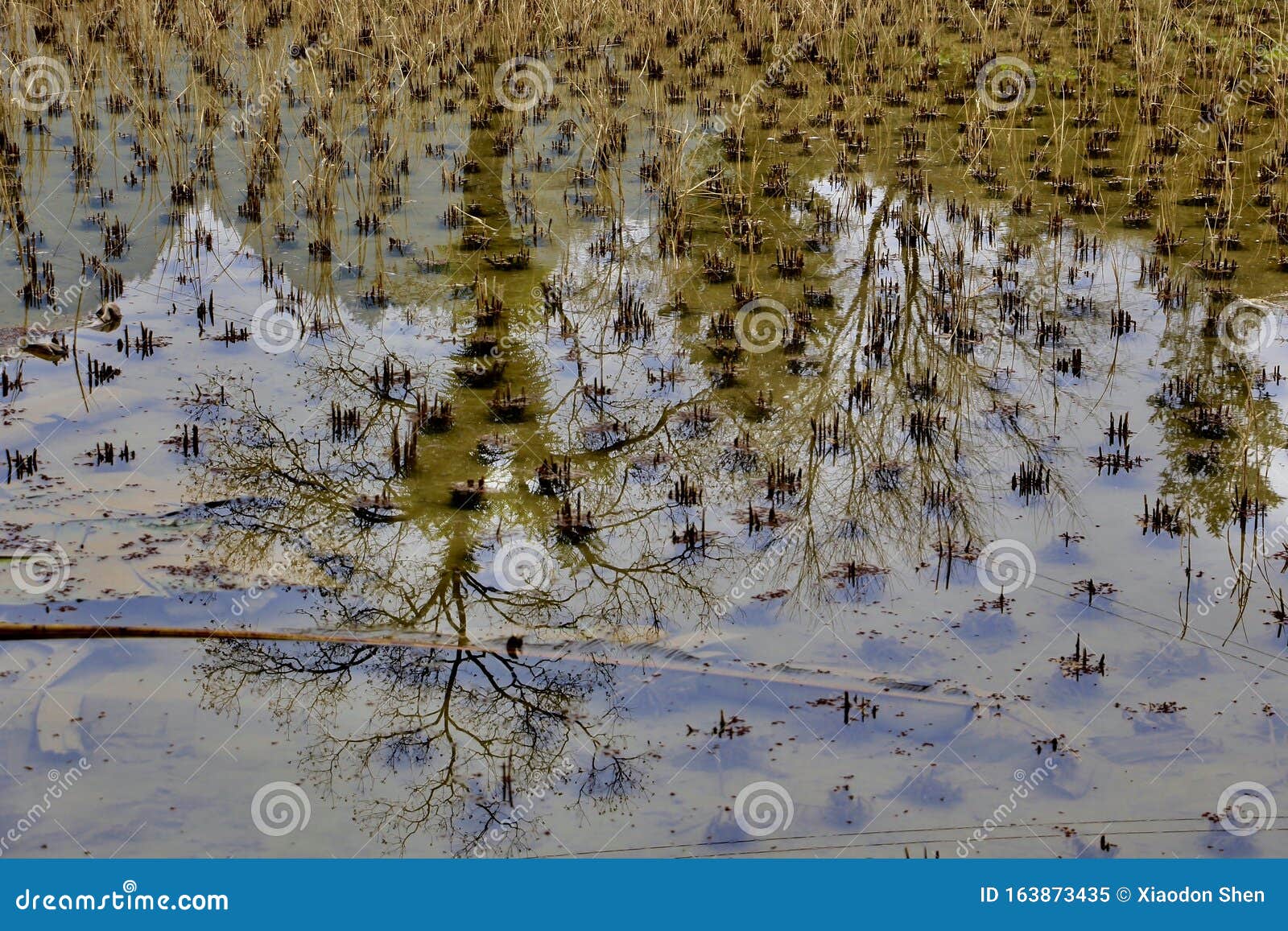Tree shadow in paddy field stock image. Image of roots - 163873435
