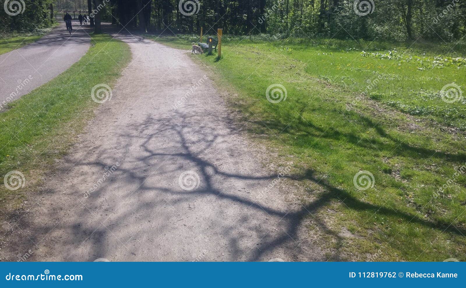 Shadow Of Tree On A Path In The Park Editorial Image | CartoonDealer ...