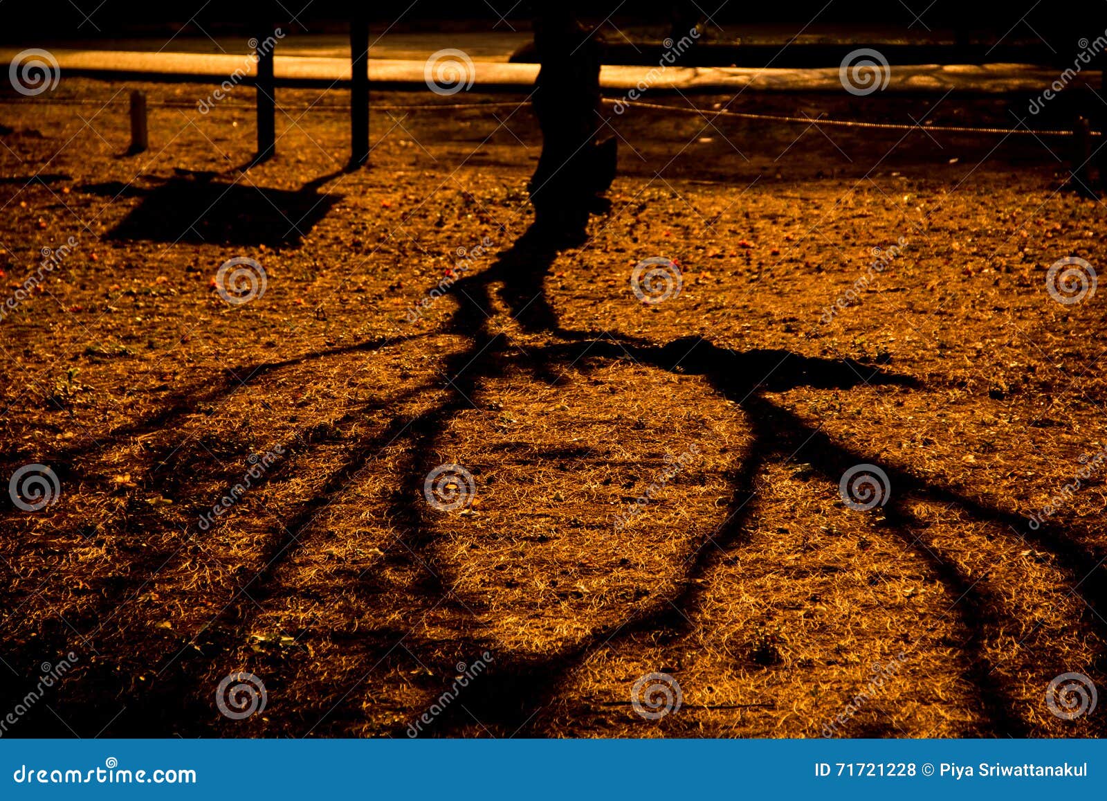 Shadow tree stock photo. Image of silhouette, branch - 71721228