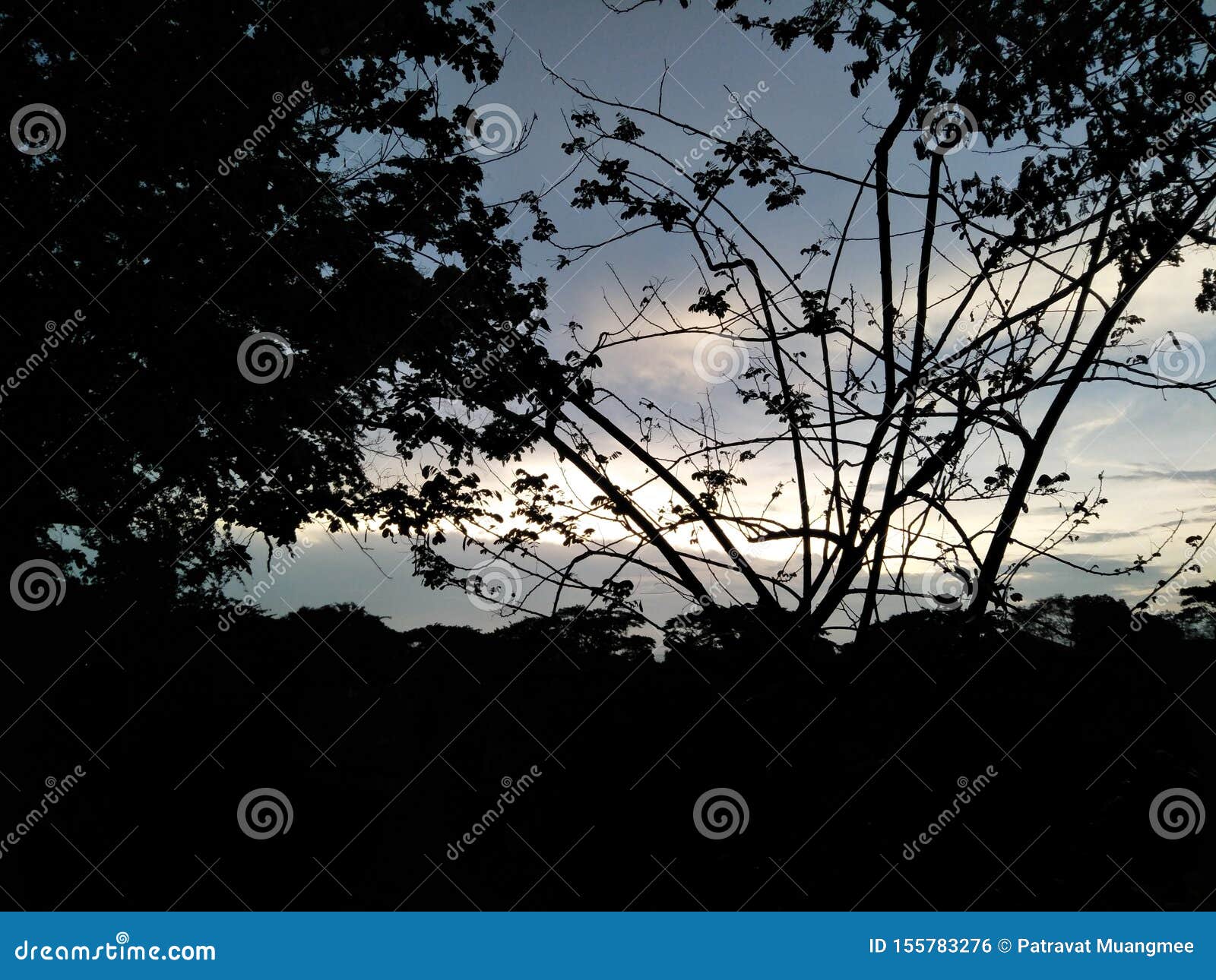 Shadow of Tree Plants with Sky Light. Stock Photo - Image of ...
