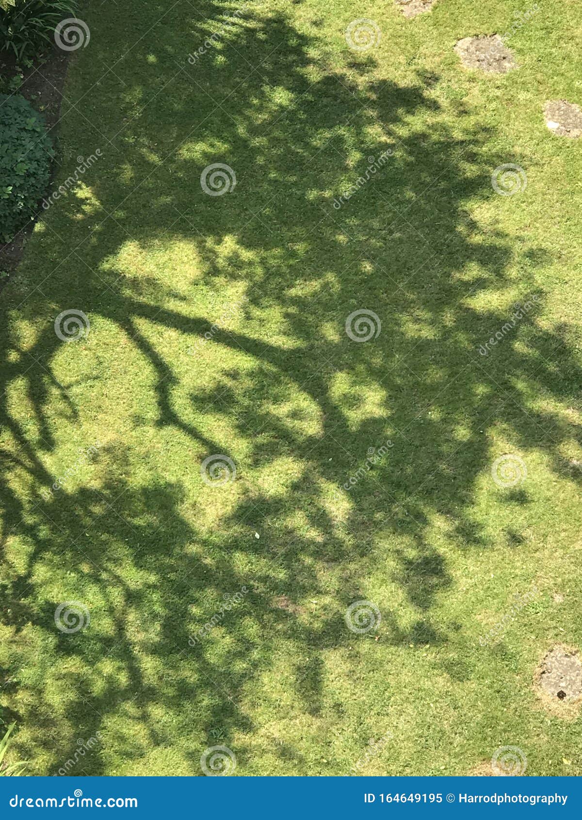 Shadow of a Tree Projected Onto Green Grass Stock Image - Image of ...