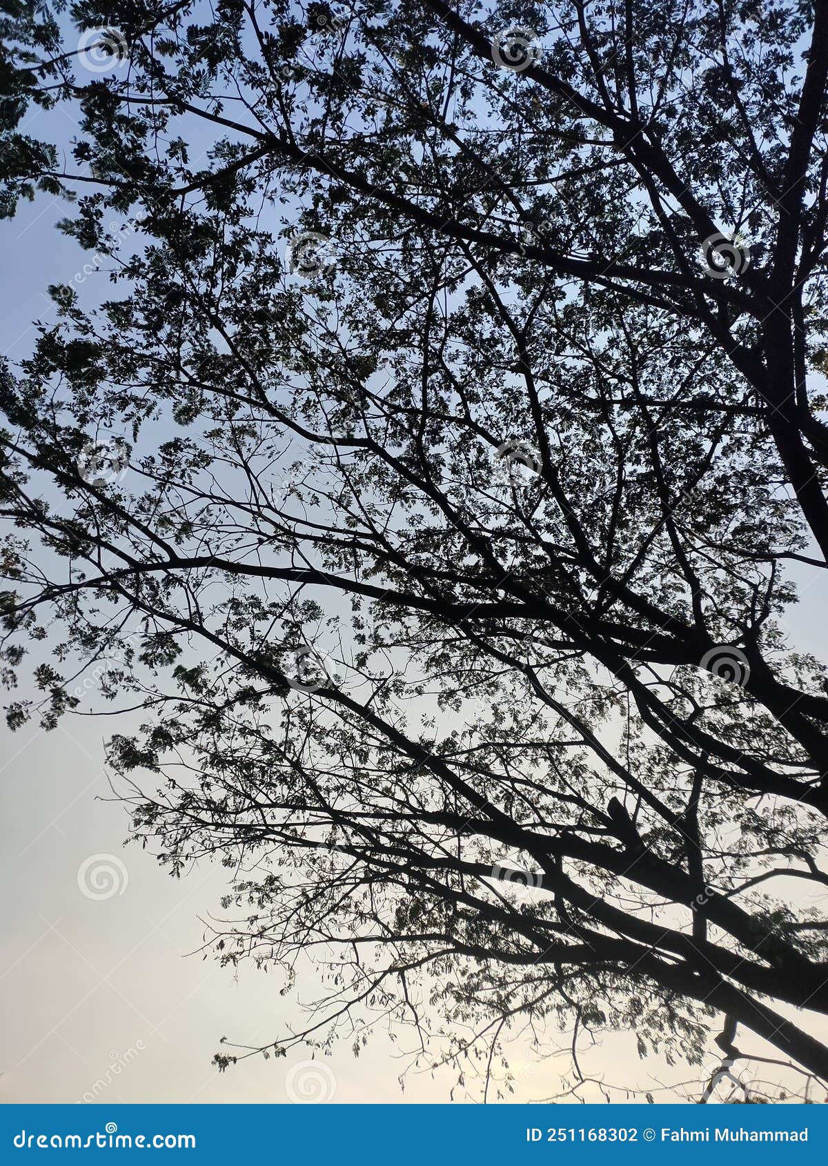 Shadow of Tree Branches in the Evening Stock Photo - Image of natural ...