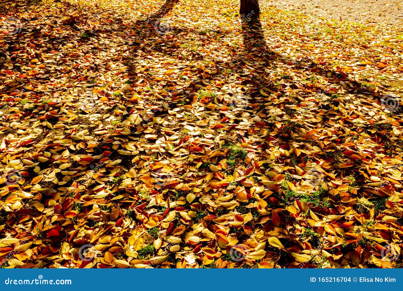 Shadow of a tree stock photo. Image of yellow, autumn - 165216704