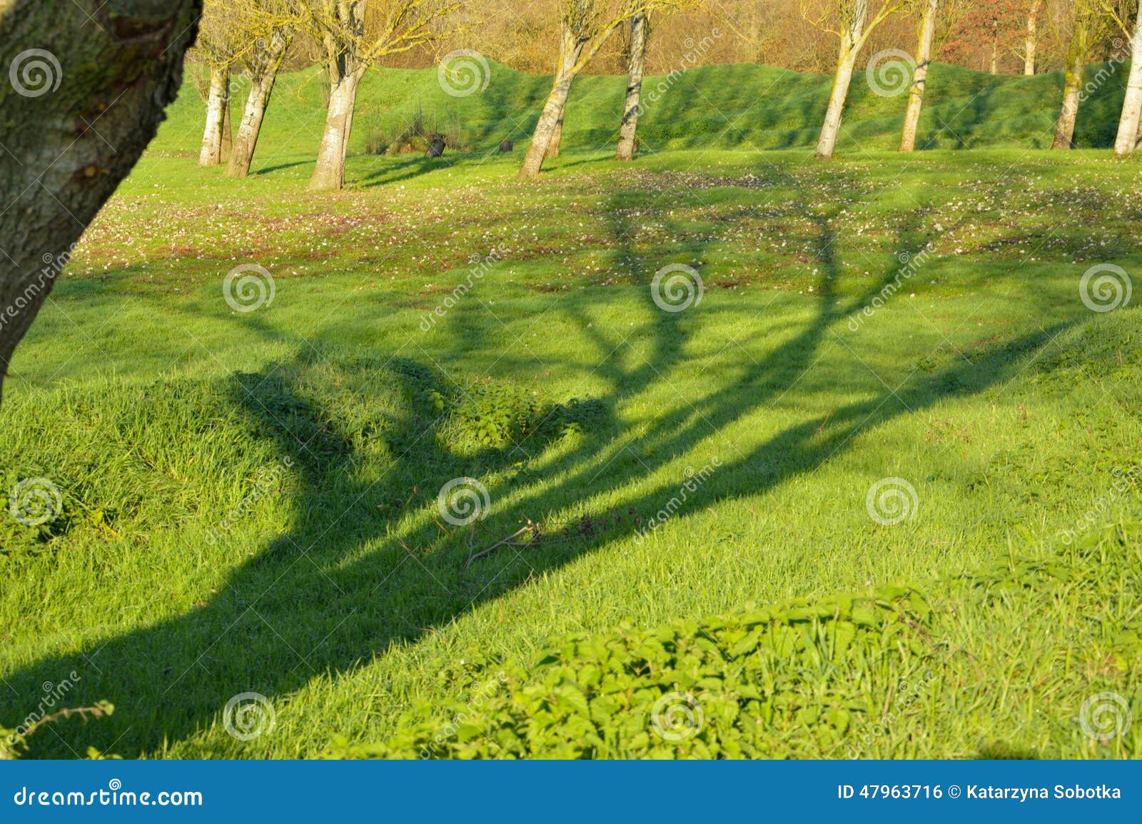 Shadow of a tree stock photo. Image of thrown, spirit - 47963716