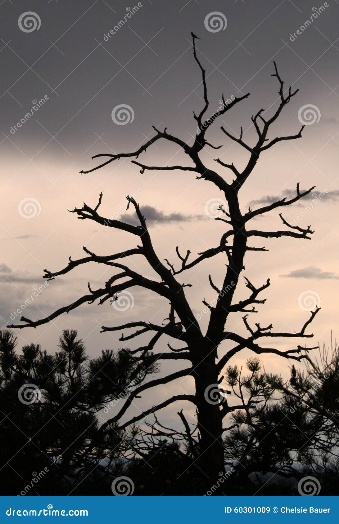 Shadow tree stock image. Image of pine, tree, clouds - 60301009