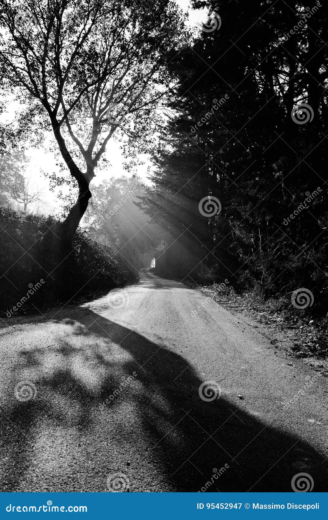 Shadow of a tree stock image. Image of haunting, alberi - 95452947