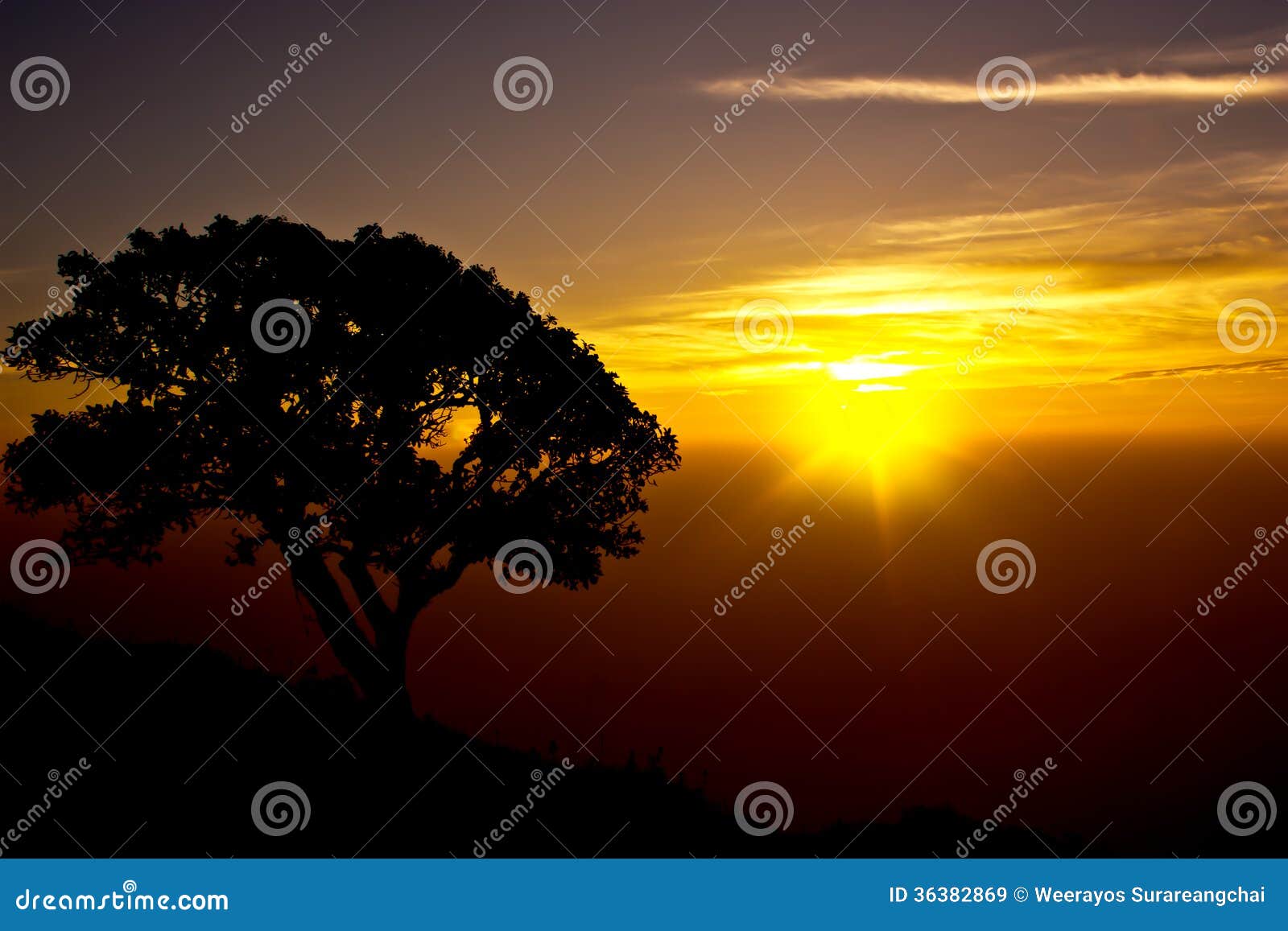 Shadow of Tree Silhouette through Sunrise Stock Image - Image of high ...