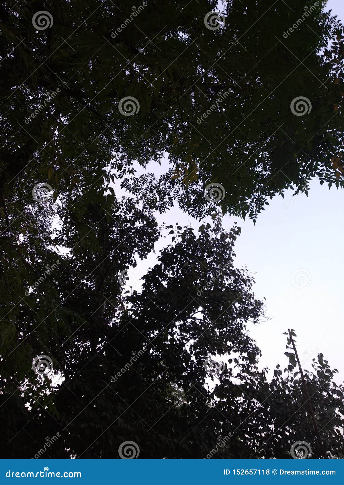 Black shadow of a tree stock photo. Image of house, indians - 152657118