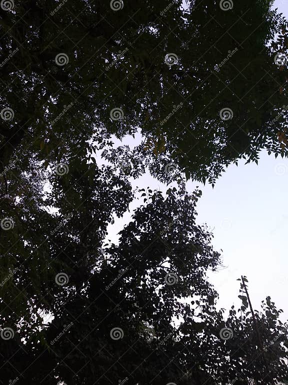 Black shadow of a tree stock photo. Image of house, indians - 152657118