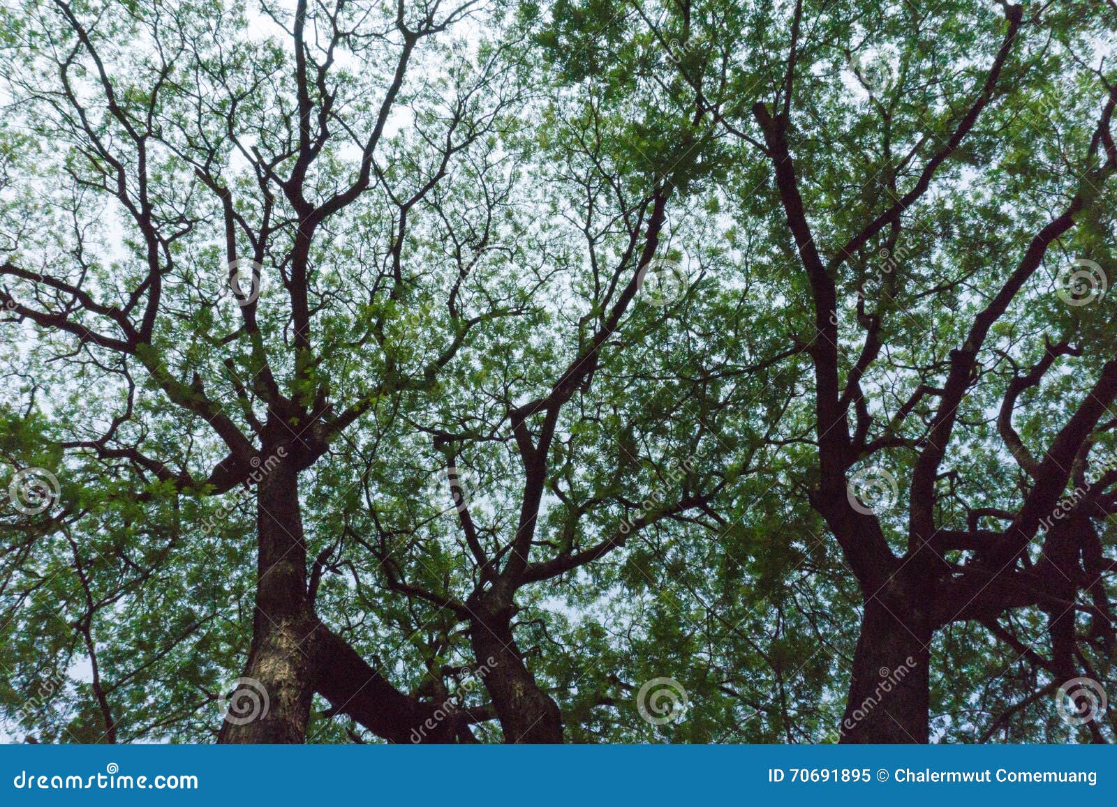 Baobab Whole Dry Fruits From Africa. Food Background Stock Photography ...