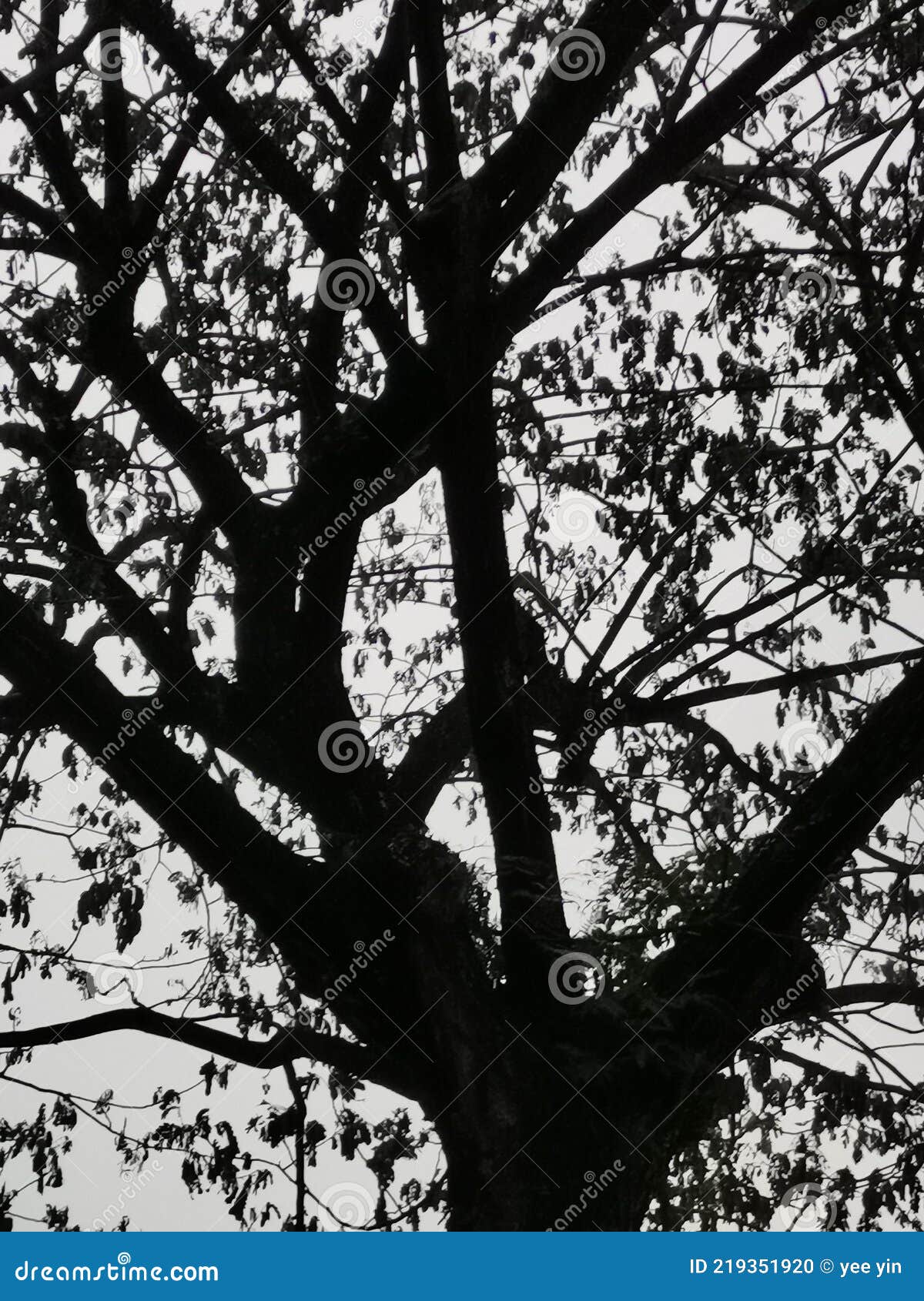 Shadow tree in SL stock photo. Image of beautiful, tree - 219351920