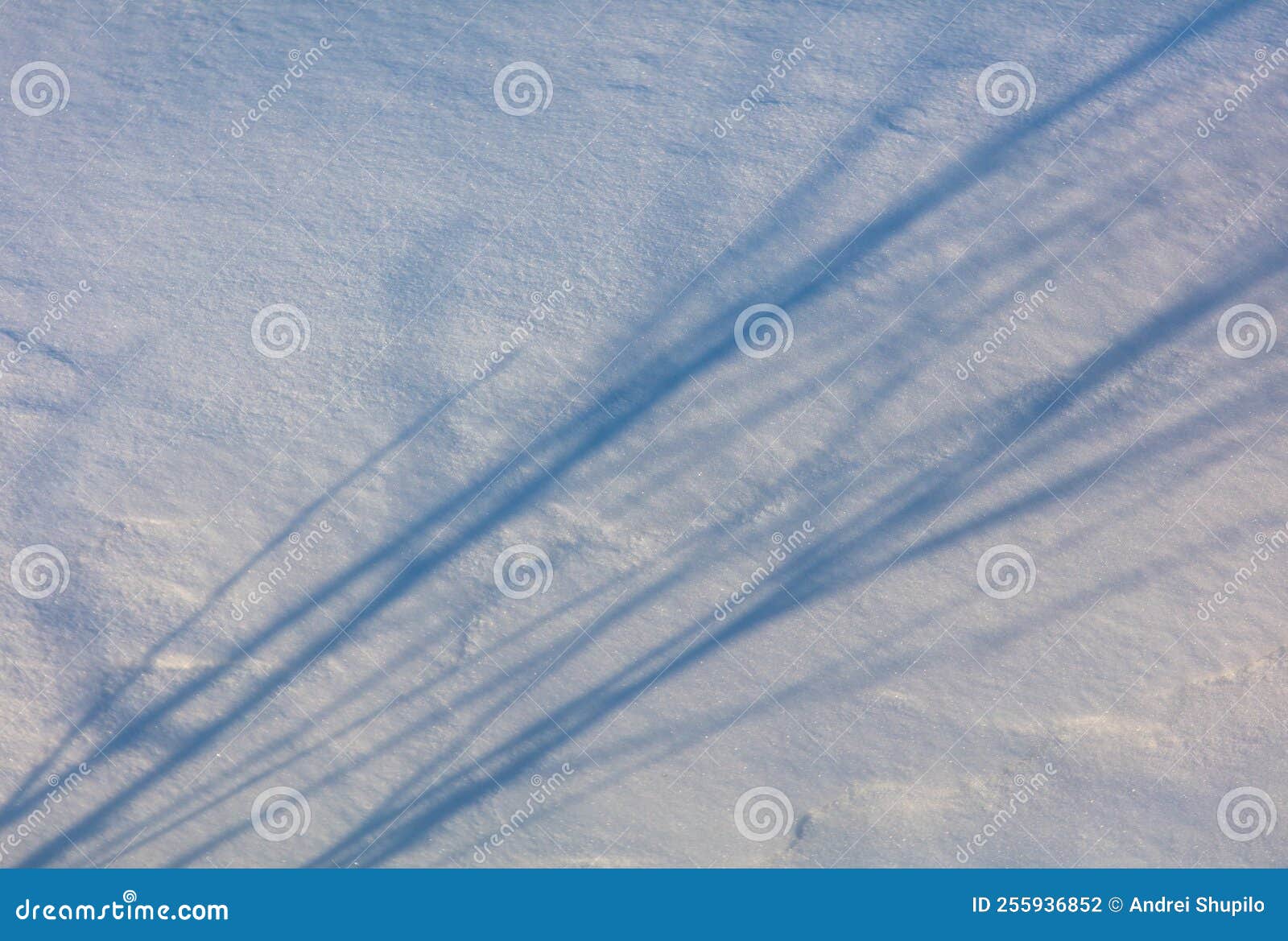 The Shadow of a Tree on the Snow in Winter As a Background. Stock Photo ...