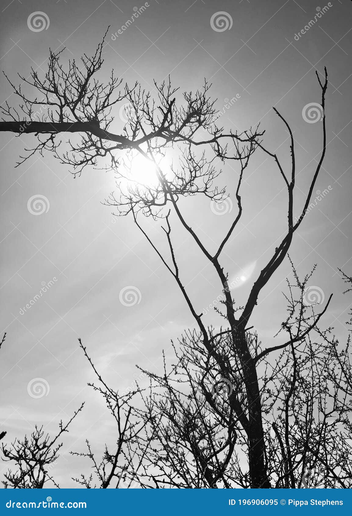 Shadow Tree stock image. Image of shadow, black, tree - 196906095