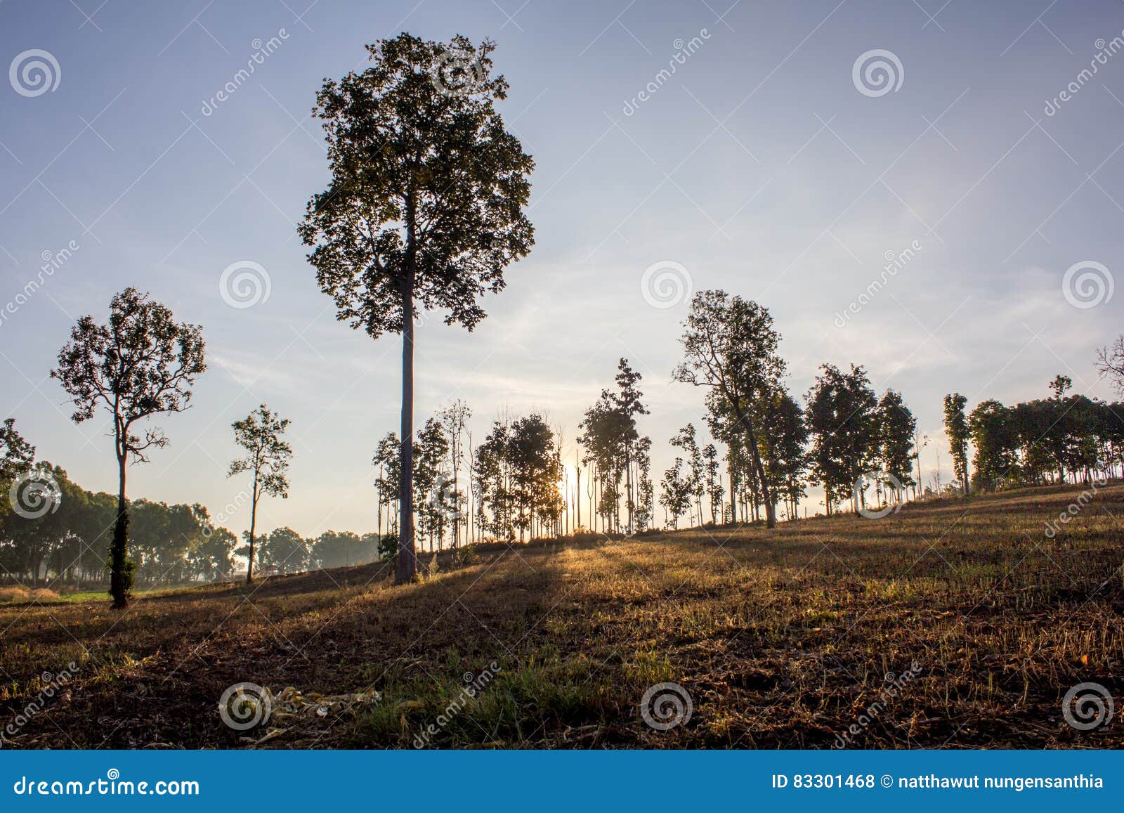 Shadow Tree on Sun Set Background Stock Photo - Image of shadow, cloud ...