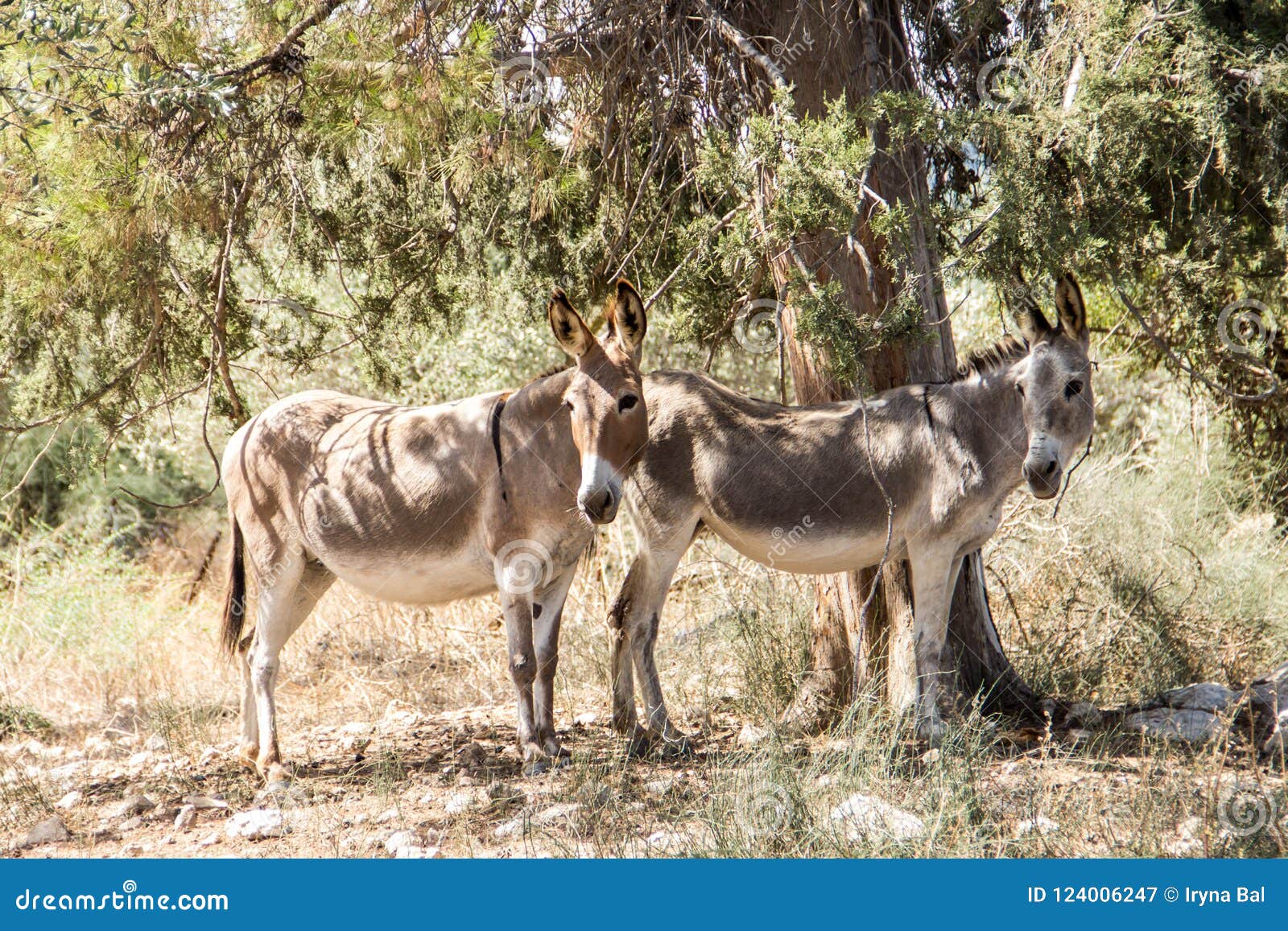 In the Shadow of a Tree There are Two Donkeys Stock Image - Image of ...