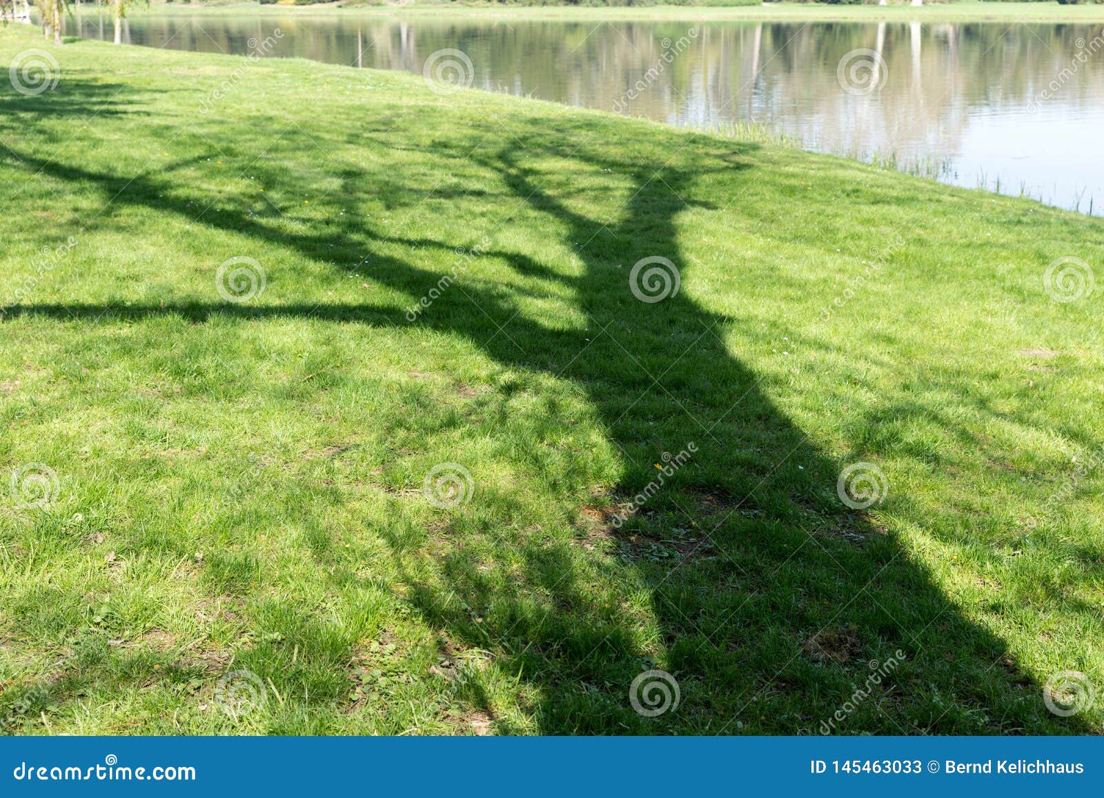 Shadow of the Tree Trunk on the Green Meadow Stock Image - Image of ...
