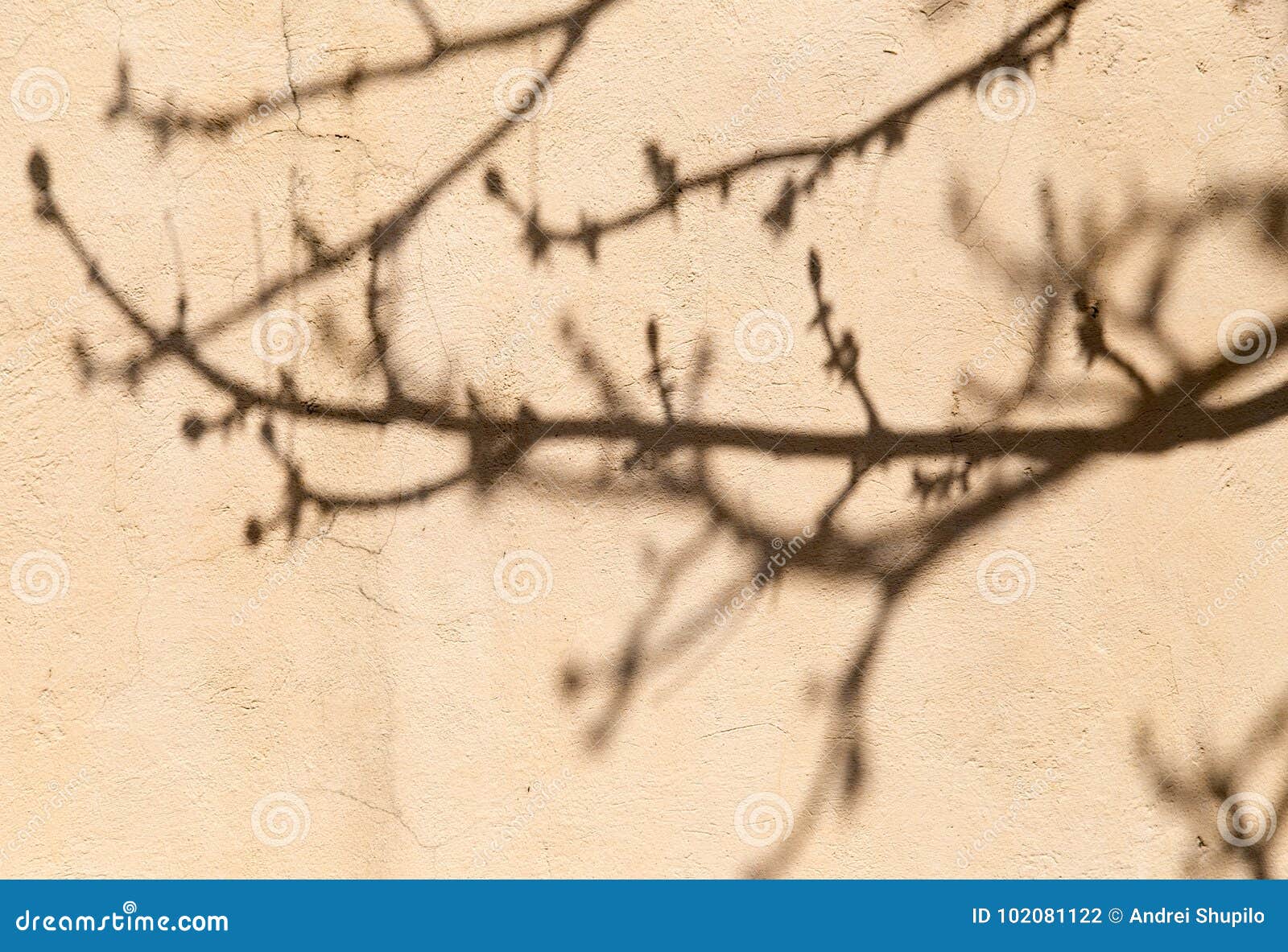 The Shadow of a Tree on a Wall Stock Photo - Image of grungy, backdrop ...