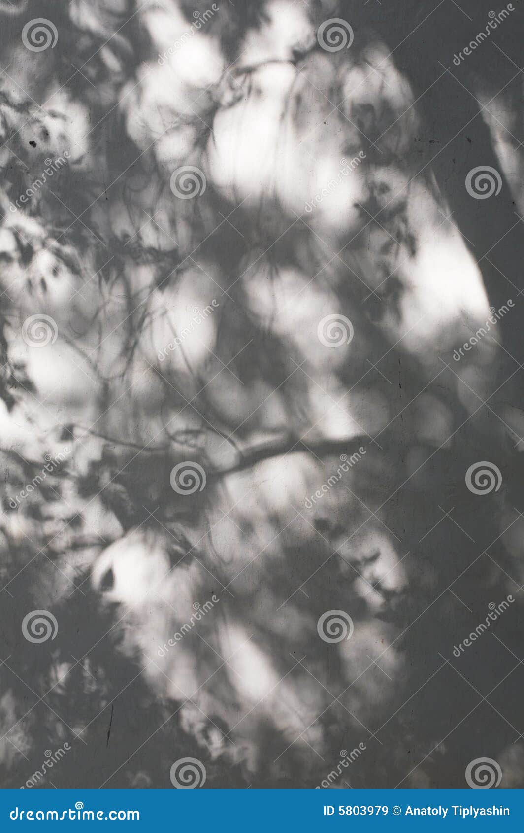 Tree Shadow On The White Wall Royalty-Free Stock Photo | CartoonDealer ...